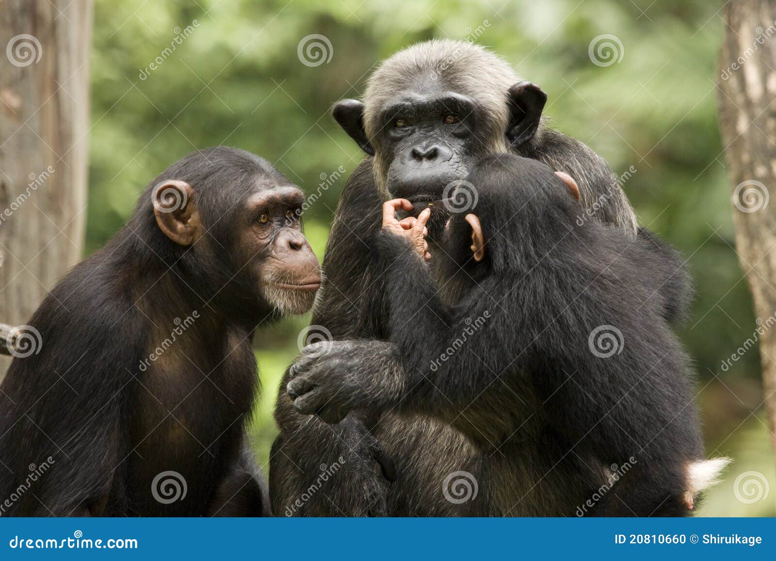 Chimp Family stock photo. Image of together, silver, family - 20810660