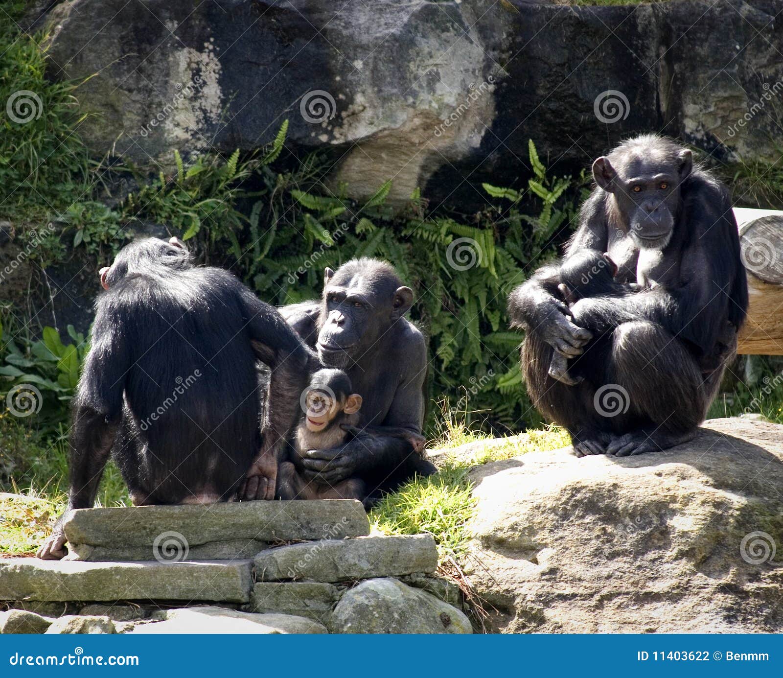 Chimp family portrait stock photo. Image of primate, happy - 11403622