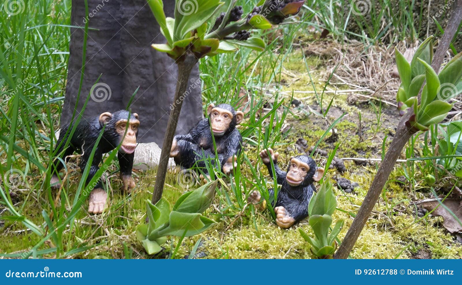 Chimp family stock photo. Image of jungle, family, nature - 92612788