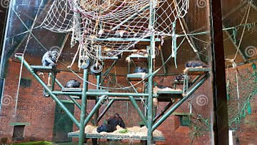 Chimp family stock photo. Image of chimp, tree, house - 98593772