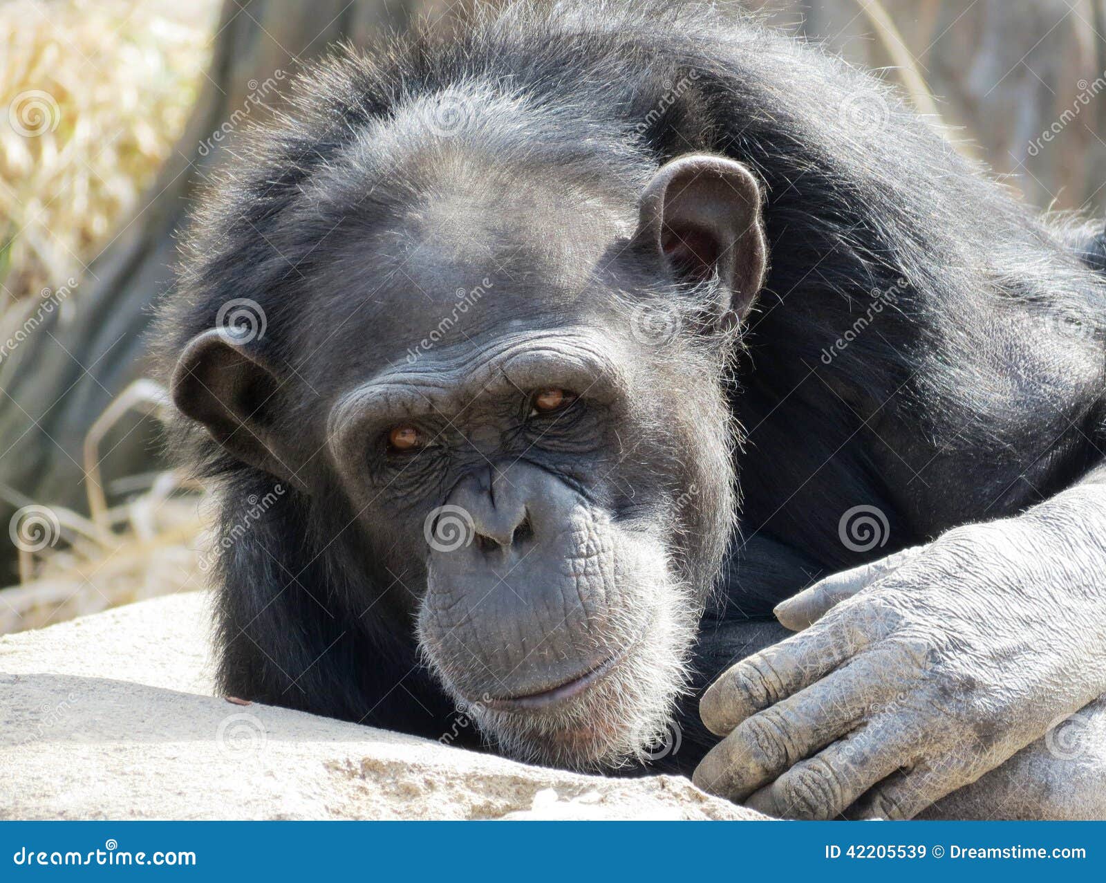 Chimp Gazing stock image. Image of pondering, gazing - 42205539