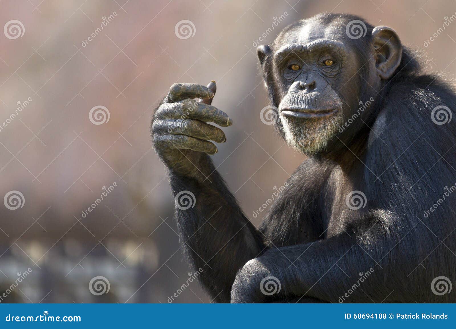 Chimp gesturing stock photo. Image of humorous, african - 60694108
