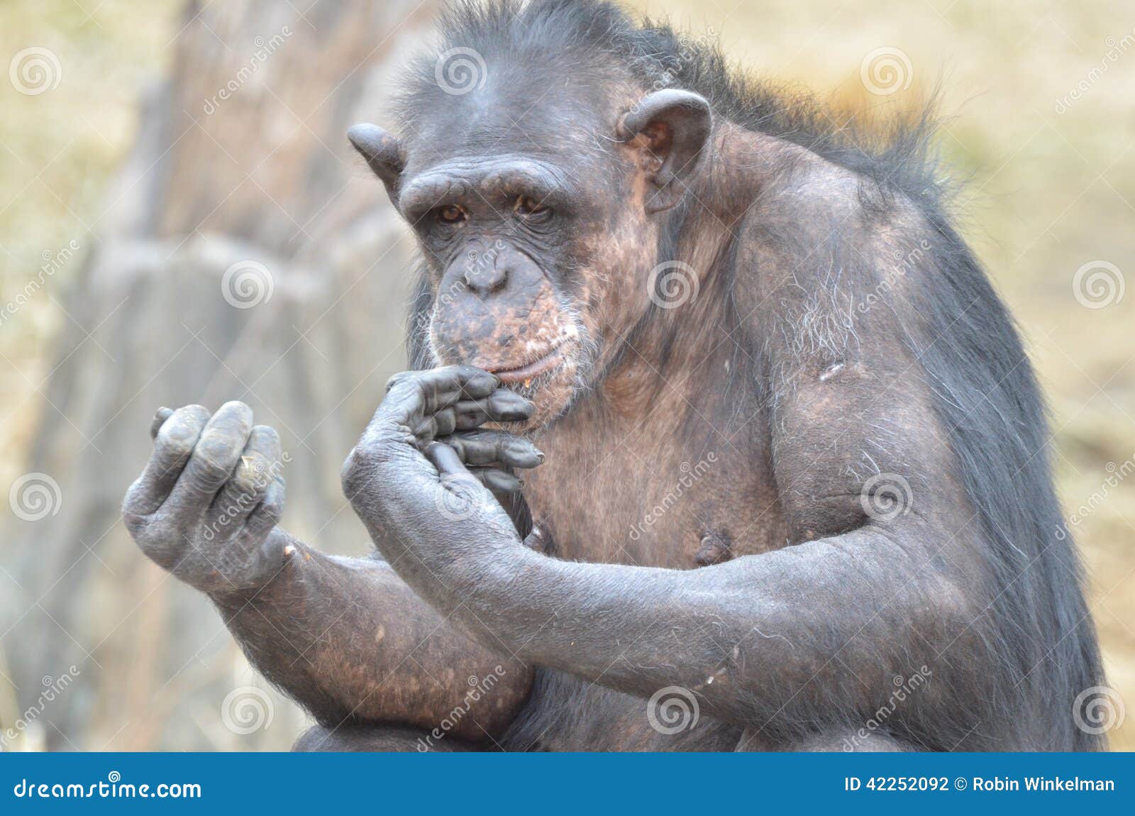 Chimp girl stock photo. Image of snacking, sits, girl - 42252092