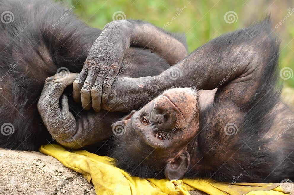 Chimp girls stock photo. Image of blanket, females, look - 21731524