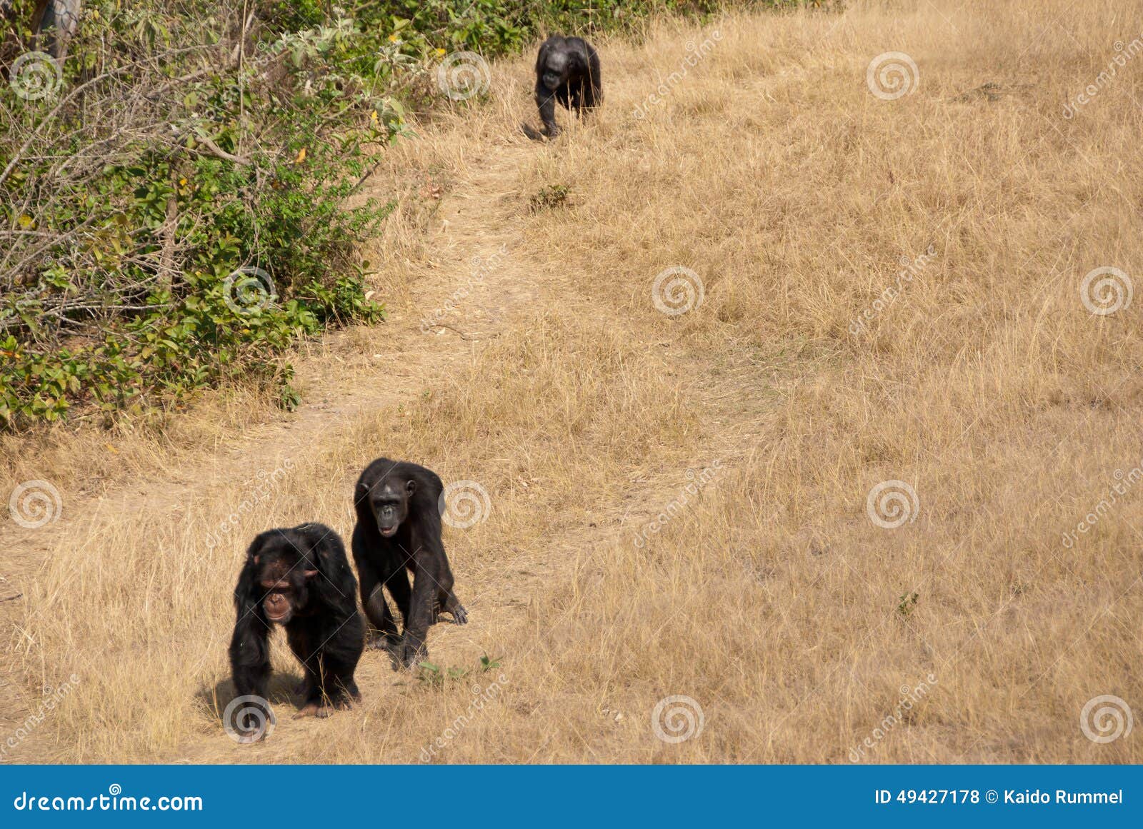 Chimp group stock photo. Image of monkeys, arms, captive - 49427178
