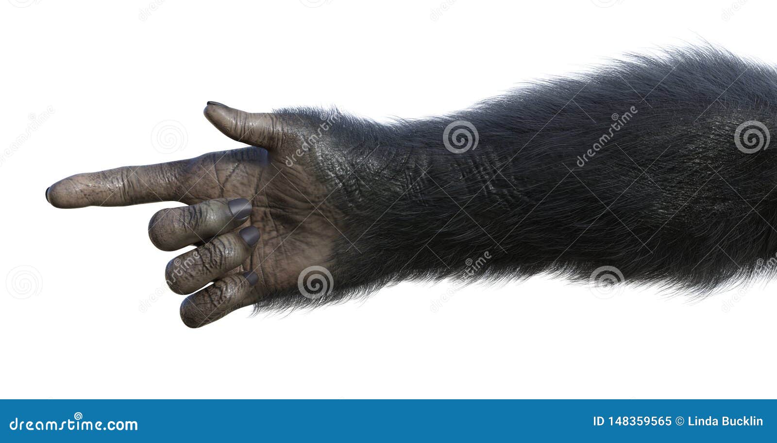 Chimp Hand Pointing stock illustration. Illustration of primate - 148359565