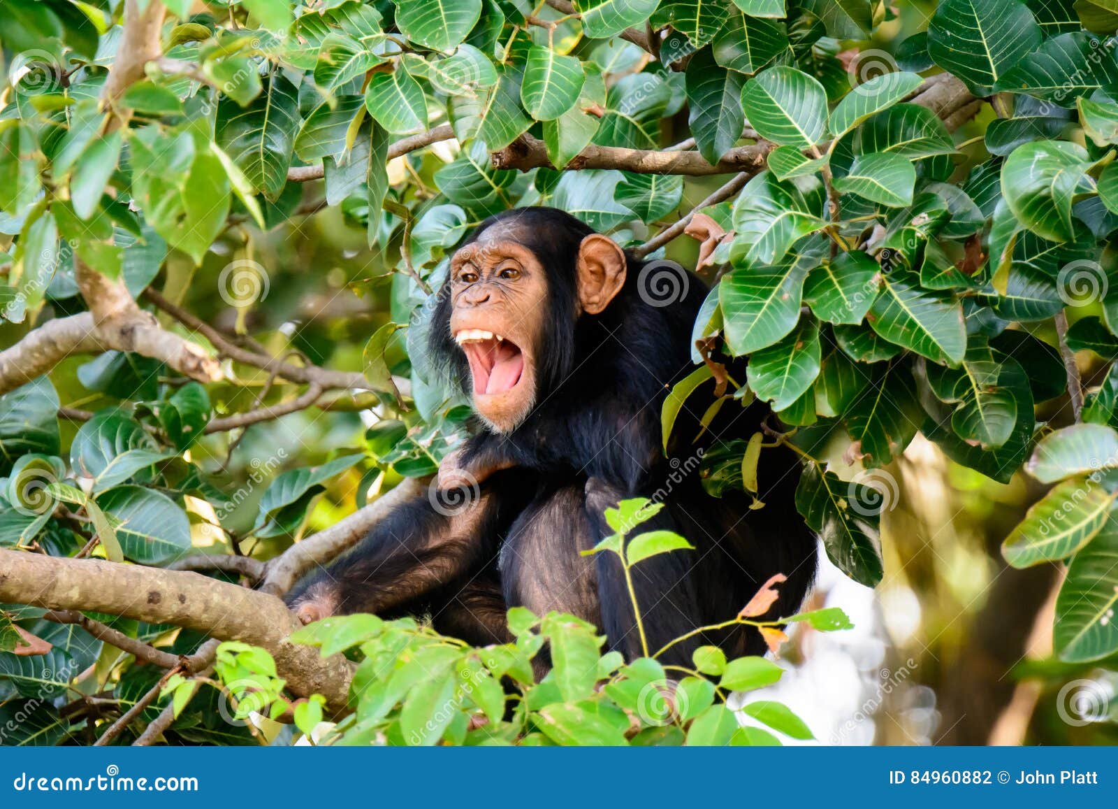 Chimp having a good laugh stock photo. Image of mammals - 84960882