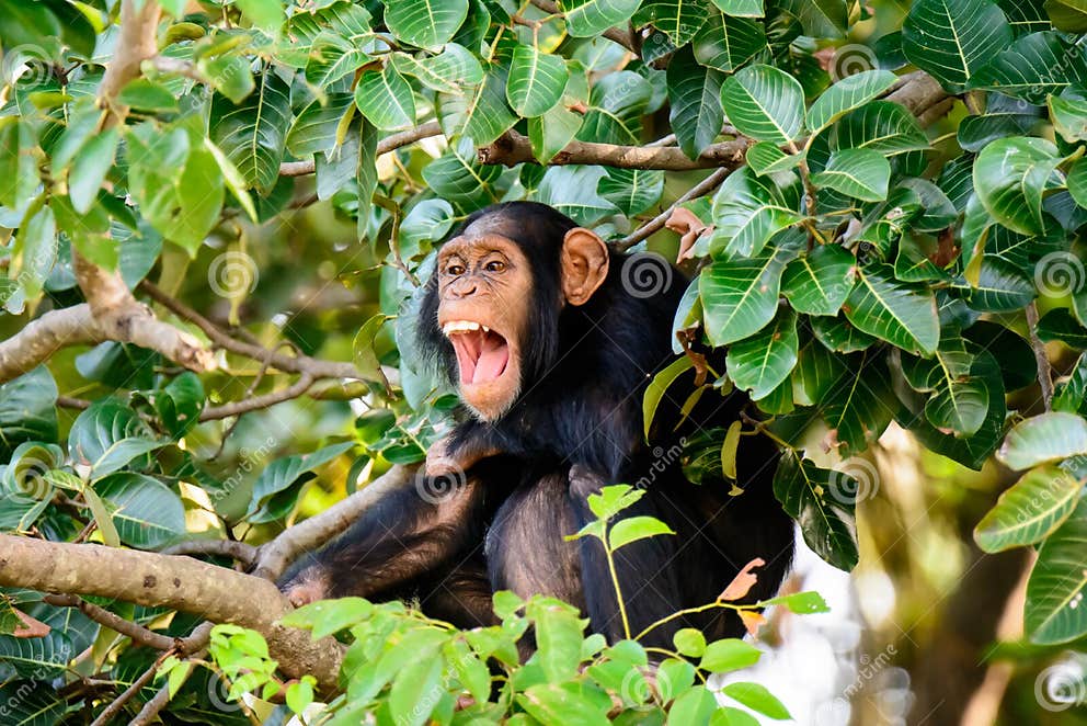Chimp having a good laugh stock photo. Image of mammals - 84960882