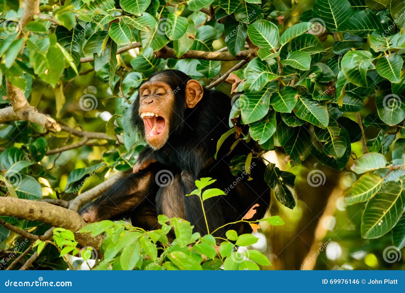 Chimp having a good laugh stock photo. Image of primate - 69976146