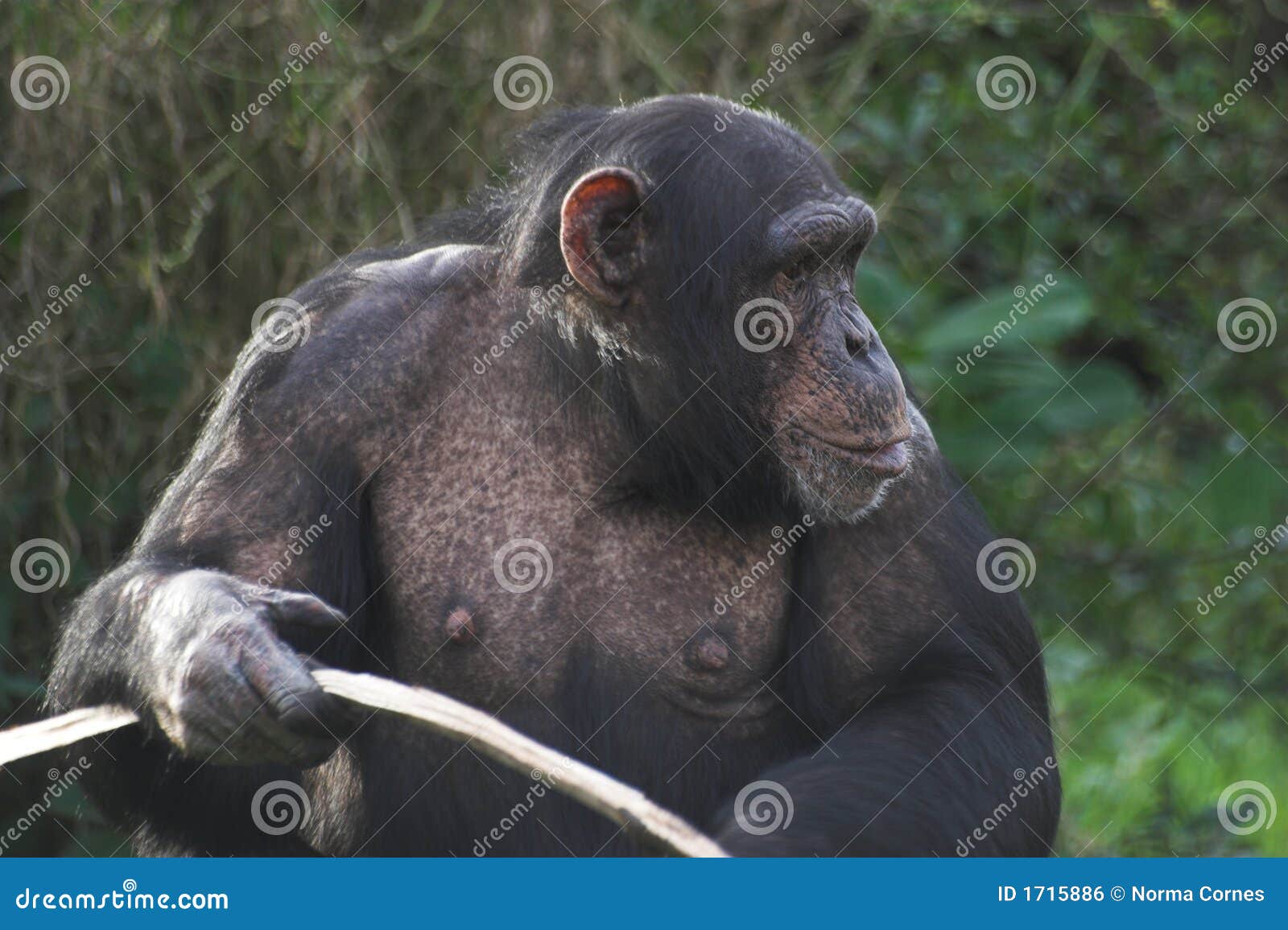 Chimp holding stick stock photo. Image of beast, foodstuff - 1715886