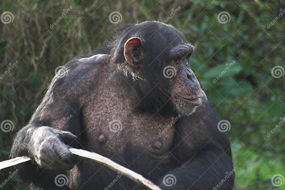 Chimp holding stick stock photo. Image of beast, foodstuff - 1715886