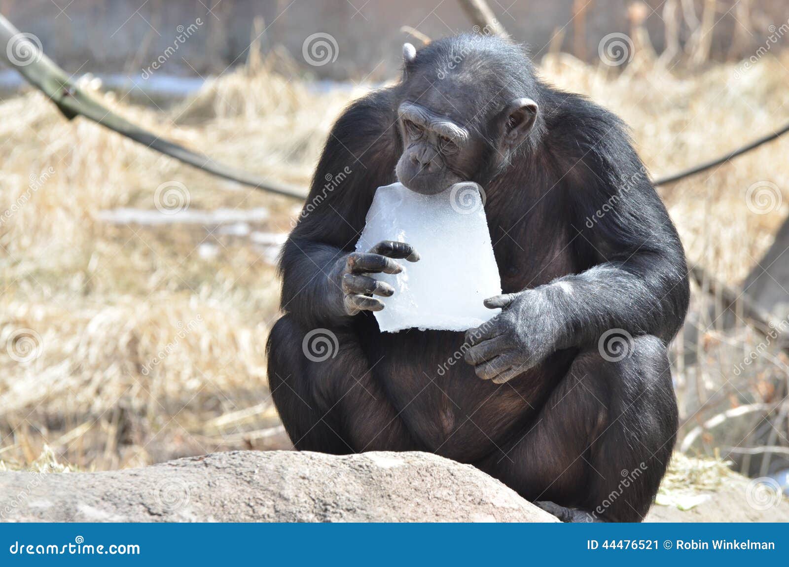 Chimp with ice stock image. Image of hand, monkey, taste - 44476521