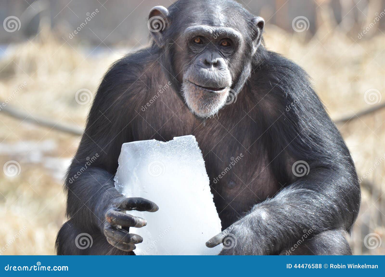 Chimp with ice 6 stock photo. Image of chimp, hands, hold - 44476588