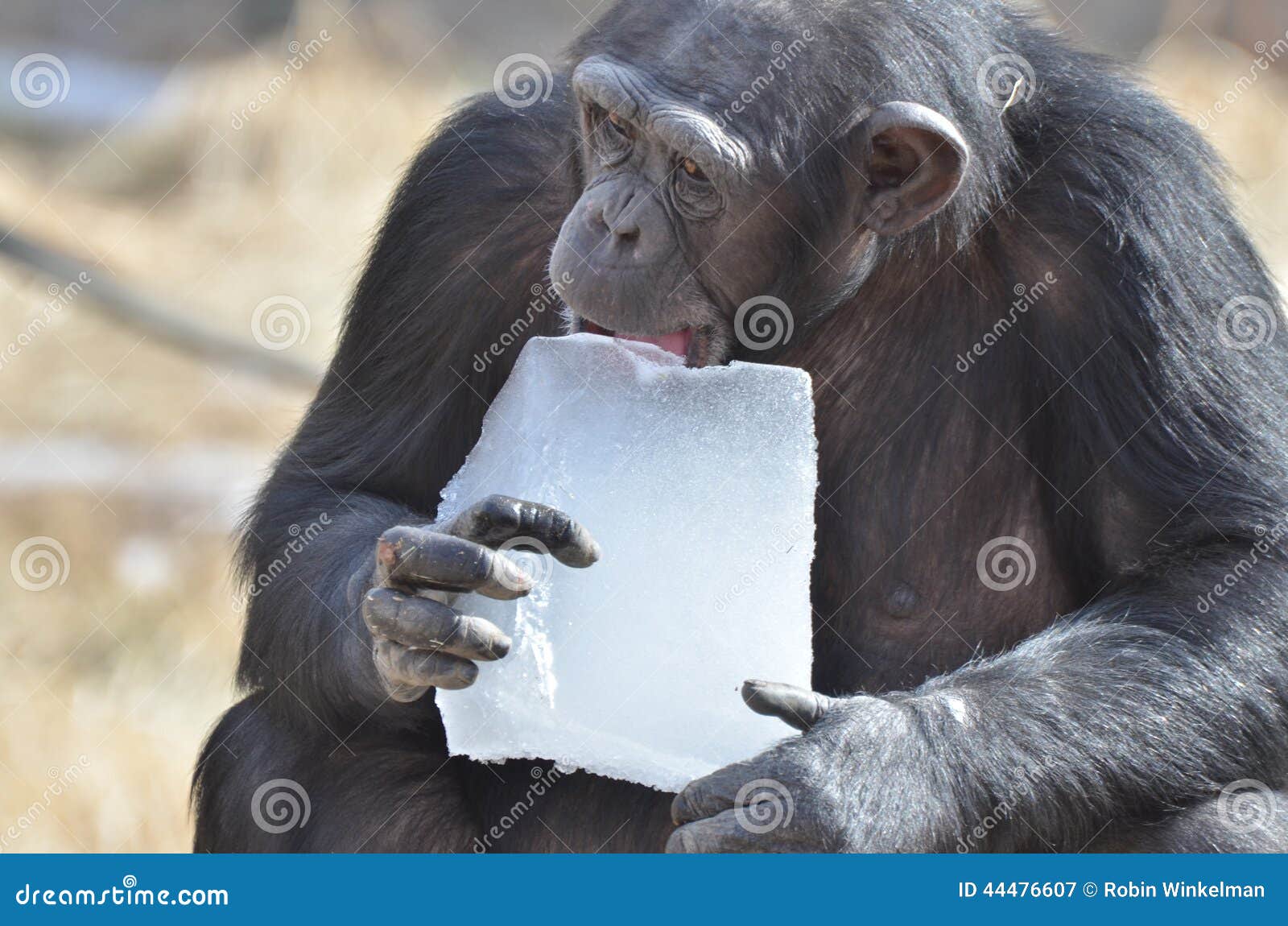 Chimp with ice 2 stock image. Image of taste, block, hand - 44476607