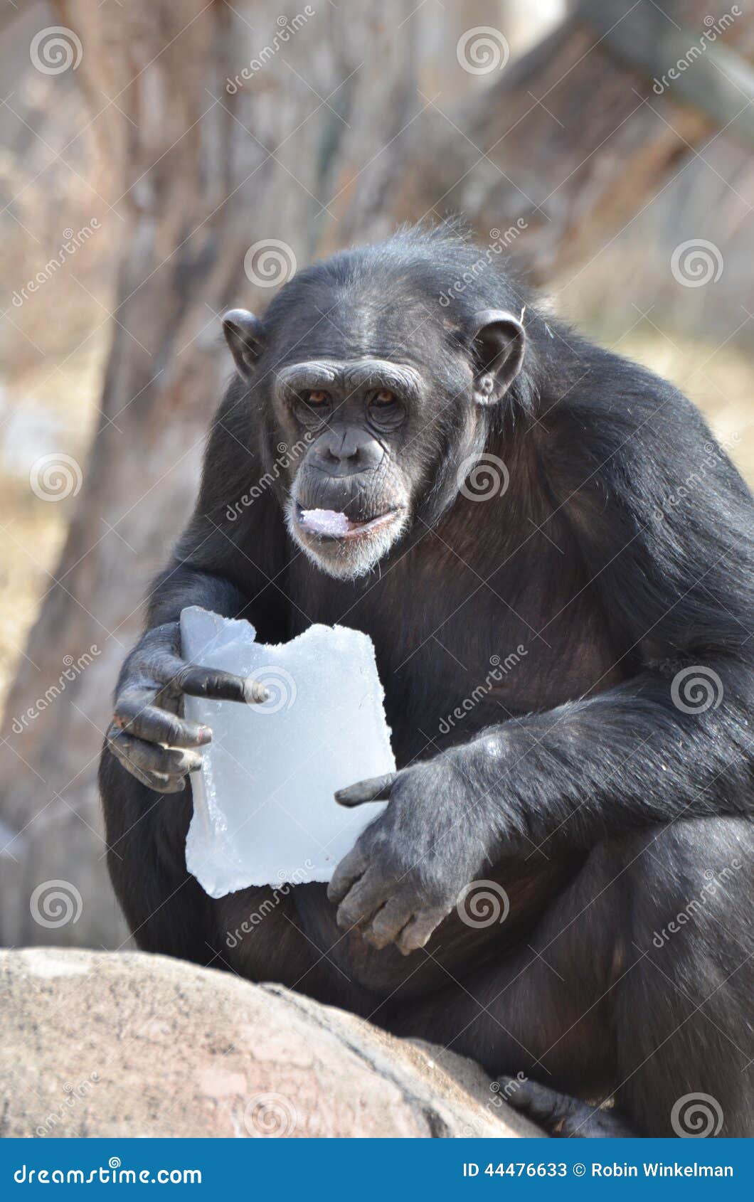 Chimp with ice 8 stock image. Image of block, eats, hold - 44476633