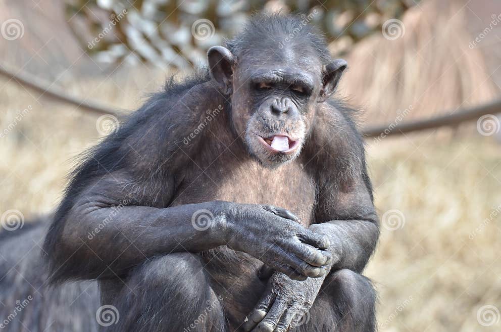 Chimp with ice 11 stock photo. Image of cube, chew, snack - 44476708