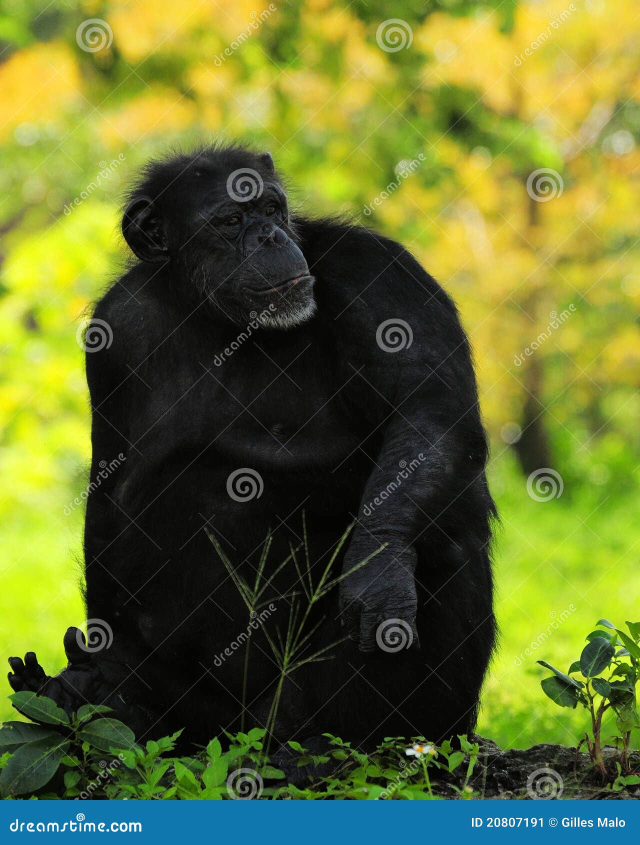 Chimp on the Lookout stock image. Image of habitat, rest - 20807191