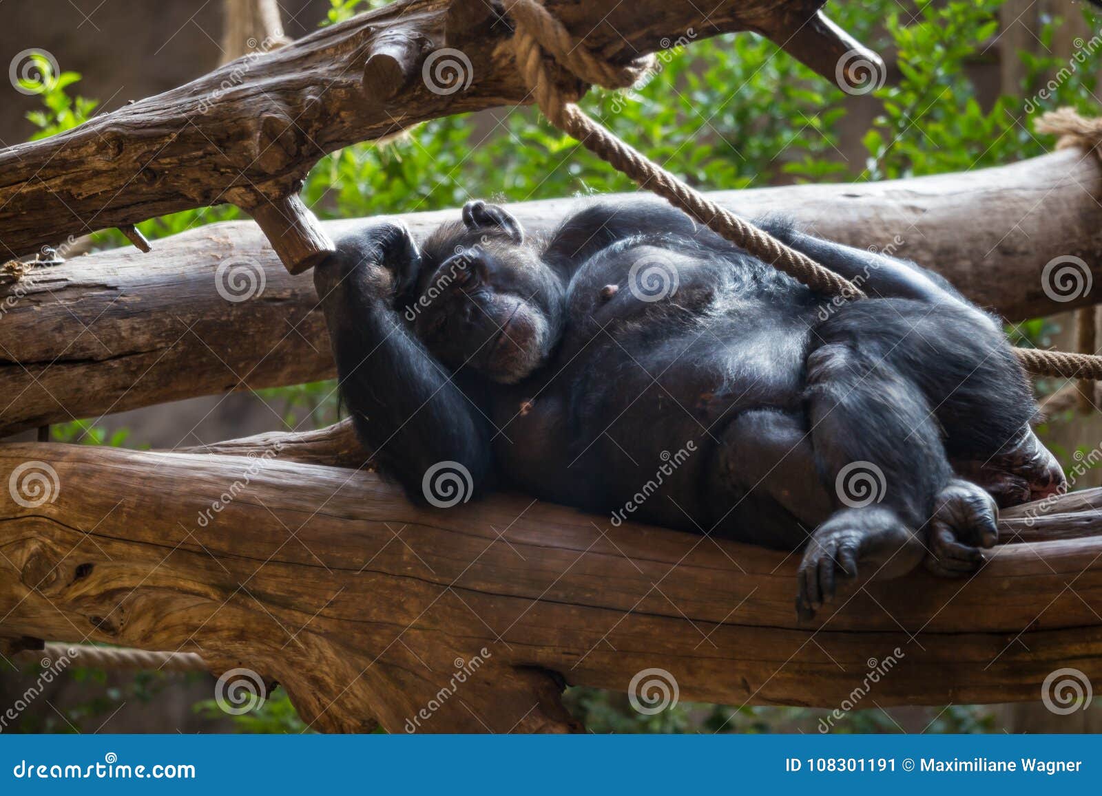 Chimp Lying on Tree Trunk and Relaxing Stock Image - Image of relaxing ...