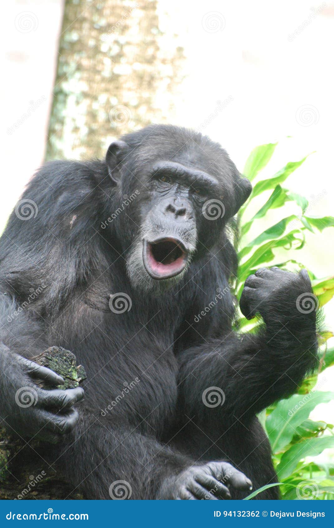 Chimp Making Funny Faces with His Lips Stock Photo - Image of safari, great: 94132362