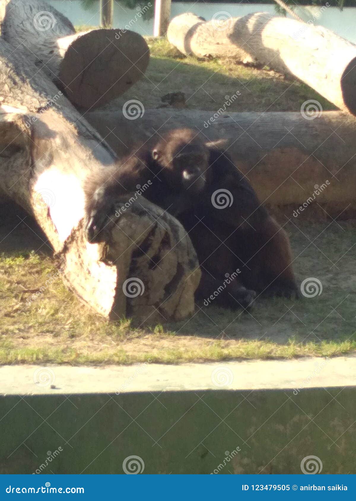 Chimp Monkey Chimpanzee Animal Zoo Stock Image - Image of monkey ...