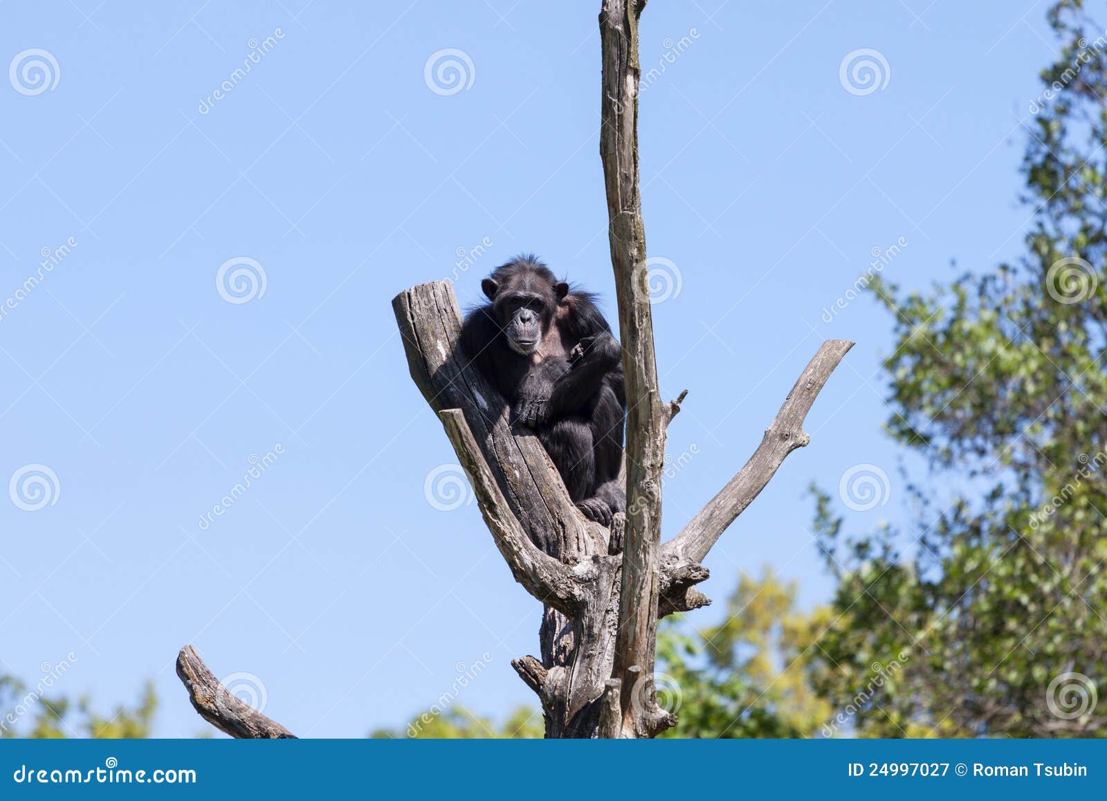 Chimp Monkey on a Tree Over Blue Sky Stock Image - Image of portrait ...