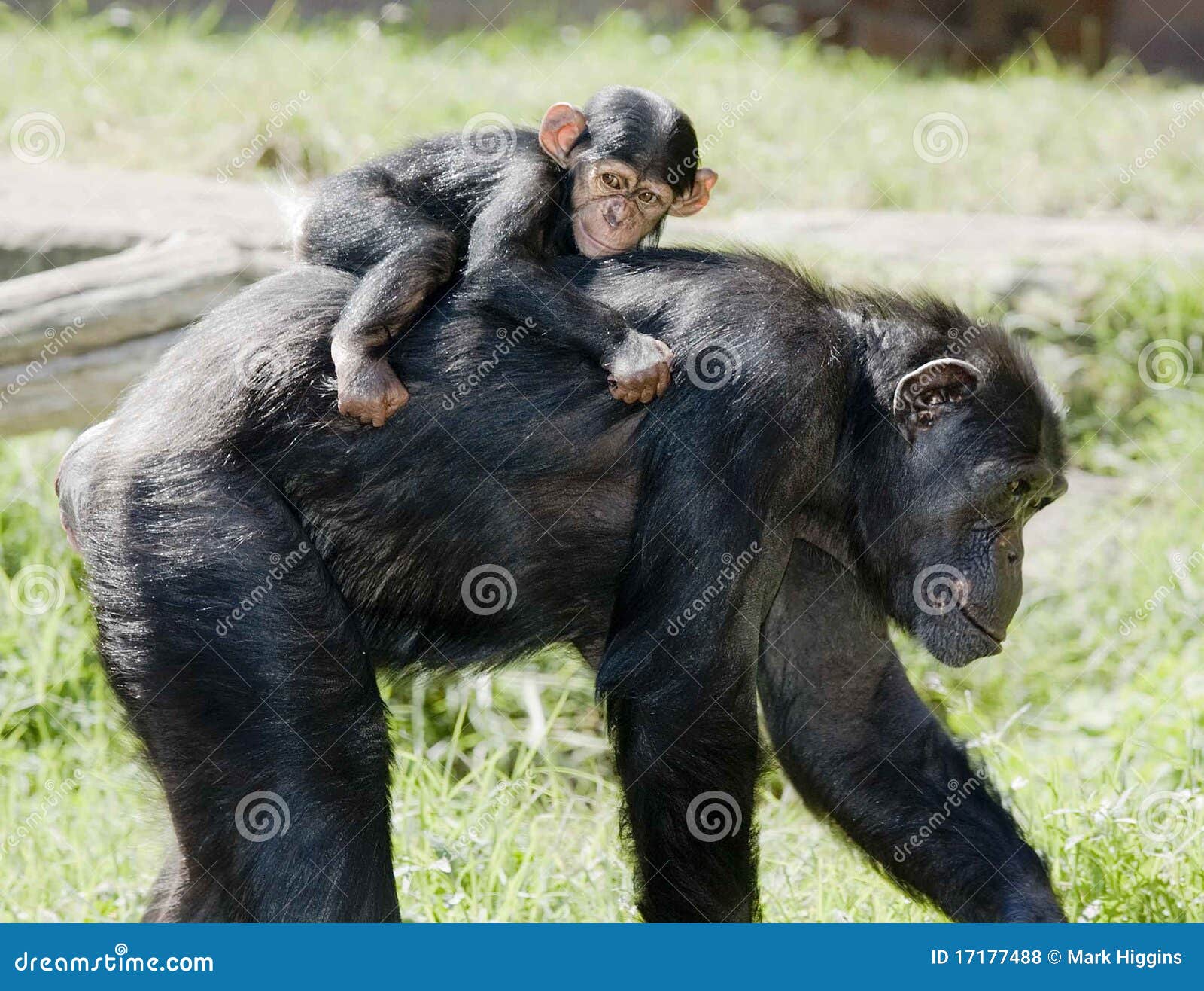 Chimp Mother with Baby on Back Stock Photo - Image of monkey, young ...