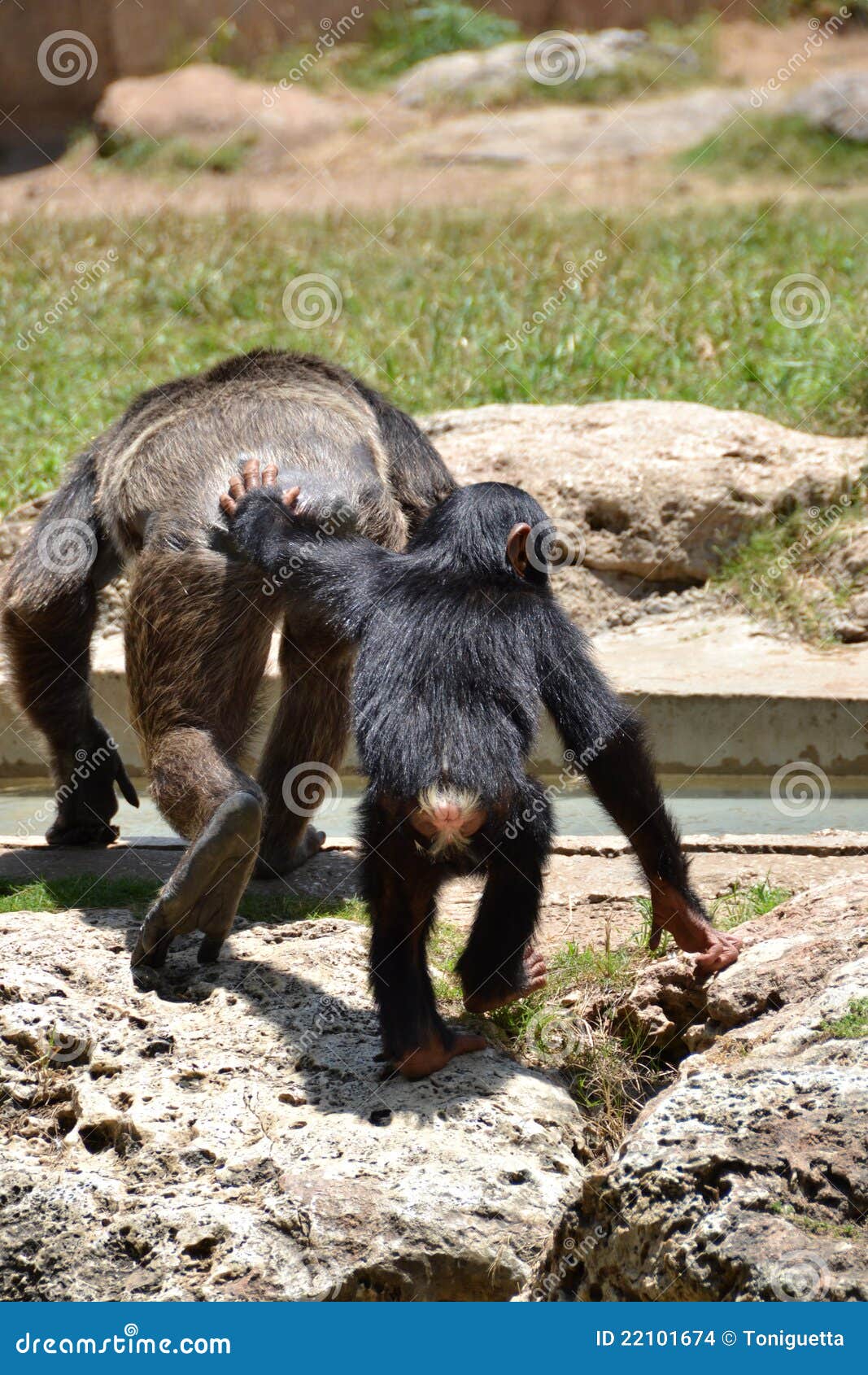 Chimp mother and child stock photo. Image of trust, nature - 22101674