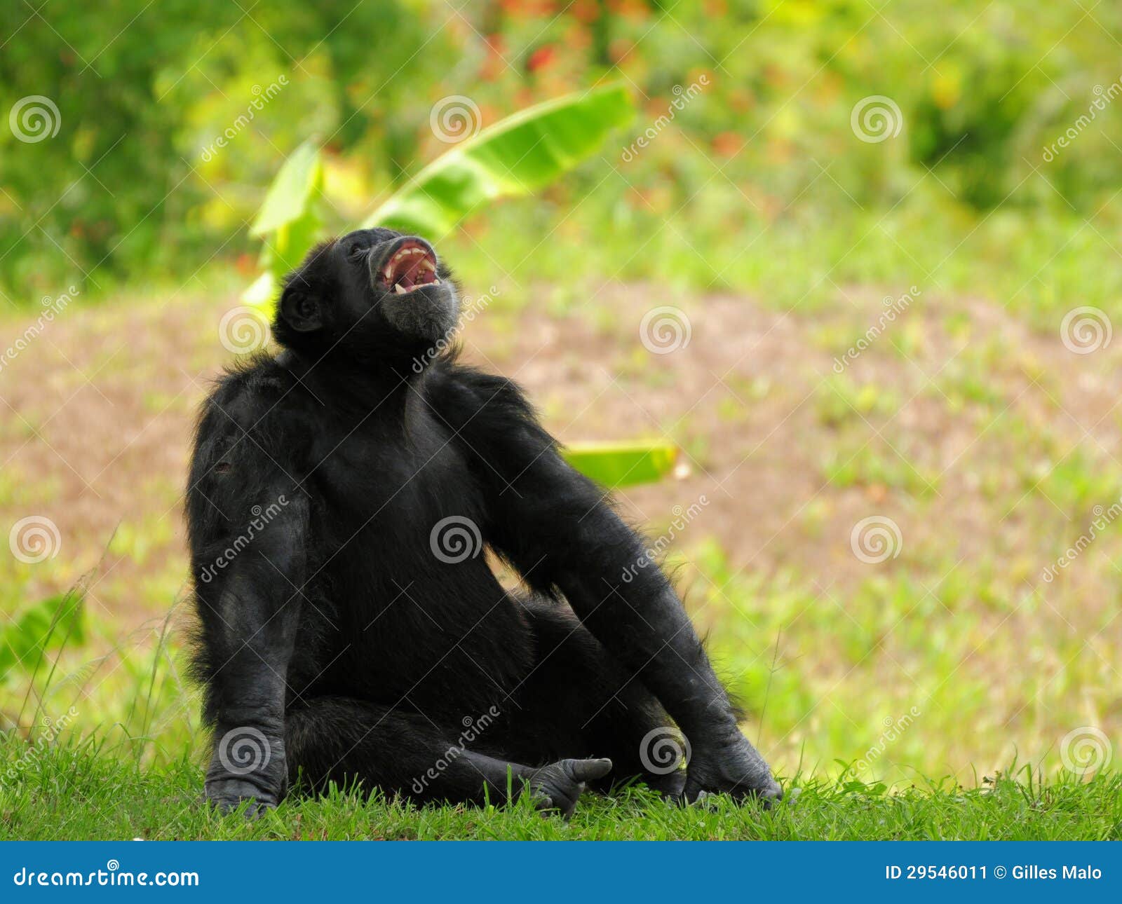 Chimp with mouth open stock image. Image of great, opens - 29546011