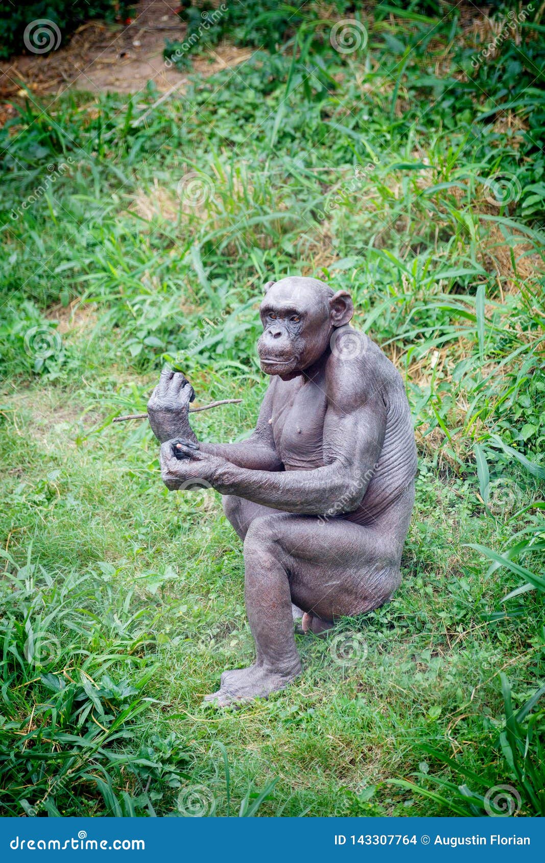 Chimp at Mysore Zoo stock photo. Image of portrait, intelligent - 143307764