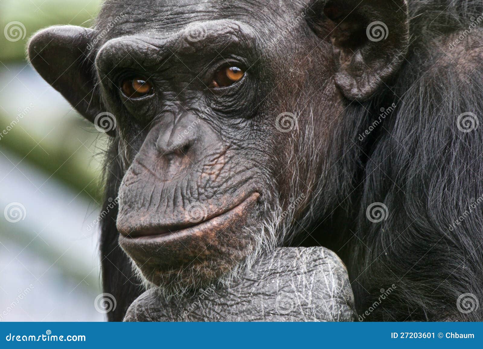 Catarrhini Stock Photos - Free & Royalty-Free Stock Photos from Dreamstime