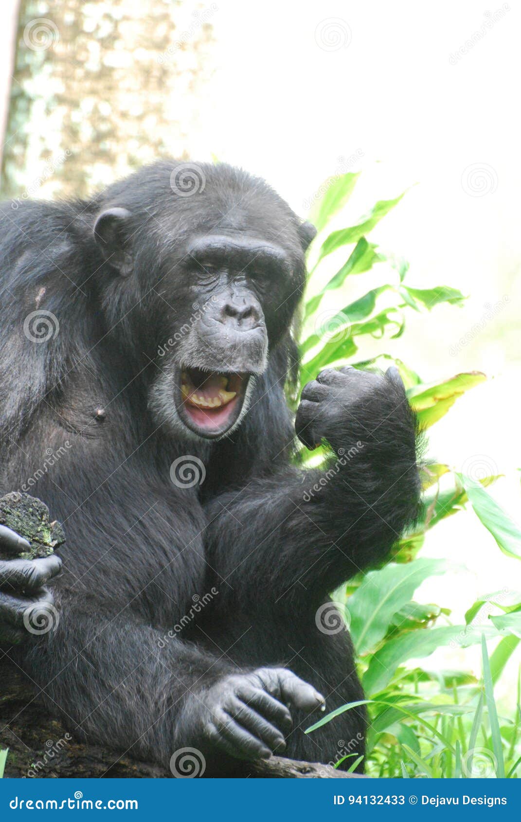 Chimp Playing an Air Guitar and Lip Synching Stock Image - Image of ...