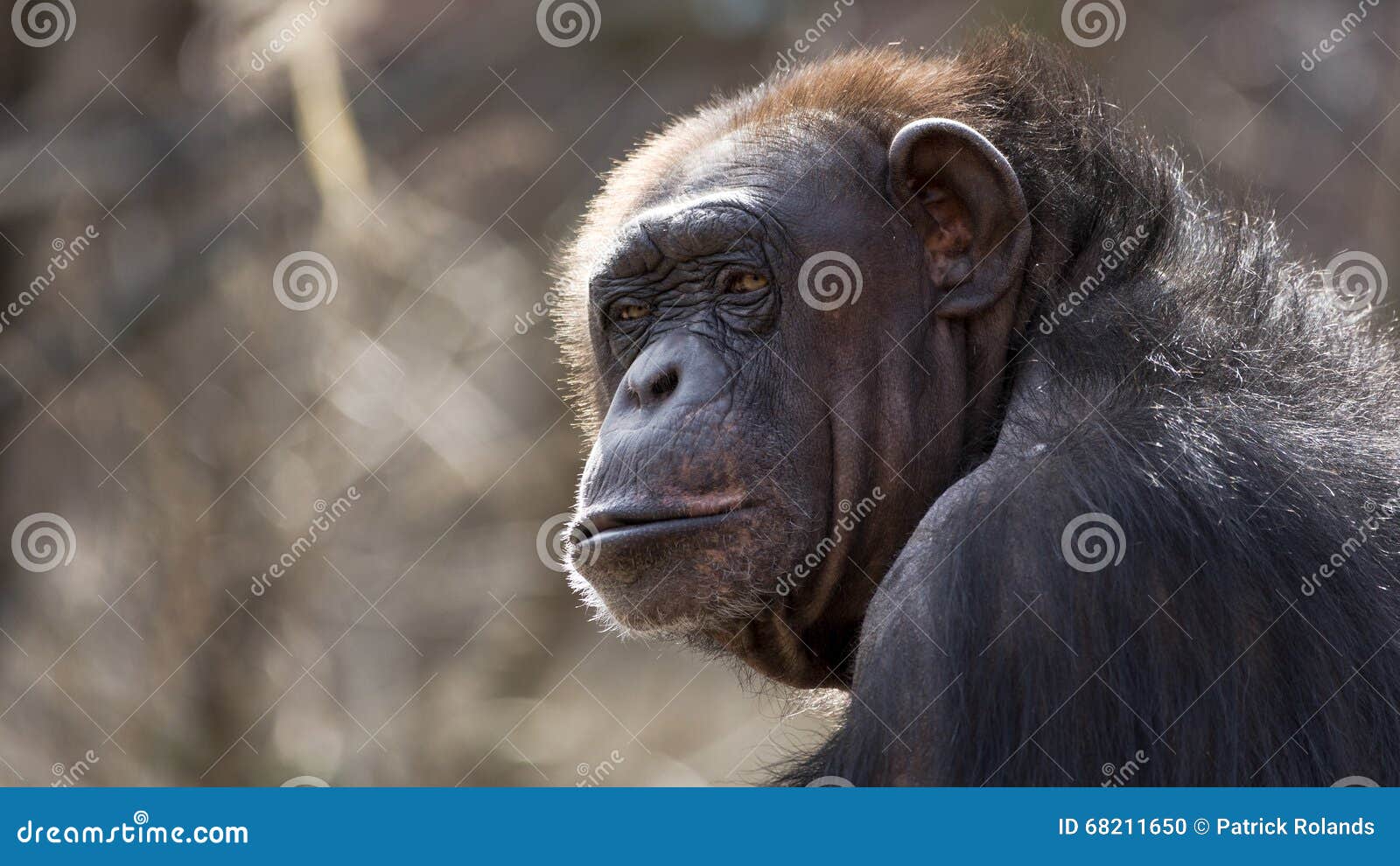 Chimp portrait stock photo. Image of portrait, looking - 68211650