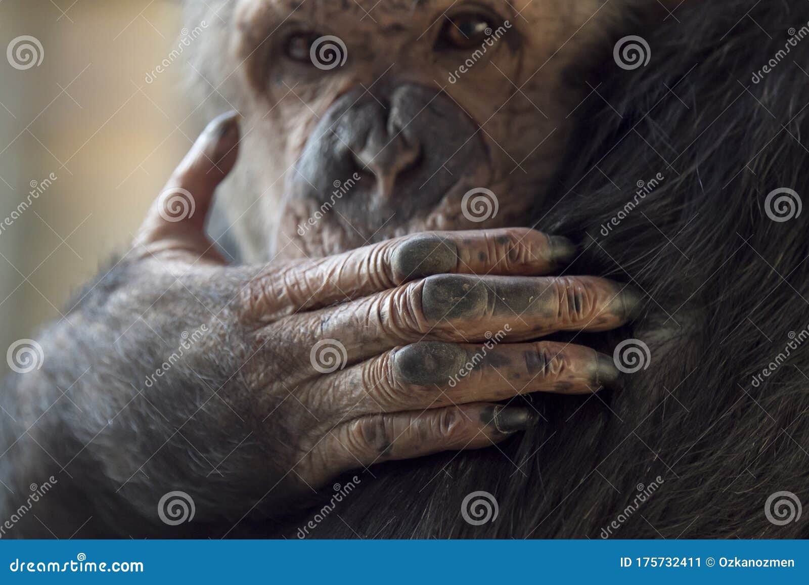 Chimpanzee stock image. Image of african, primate, animal - 175732411