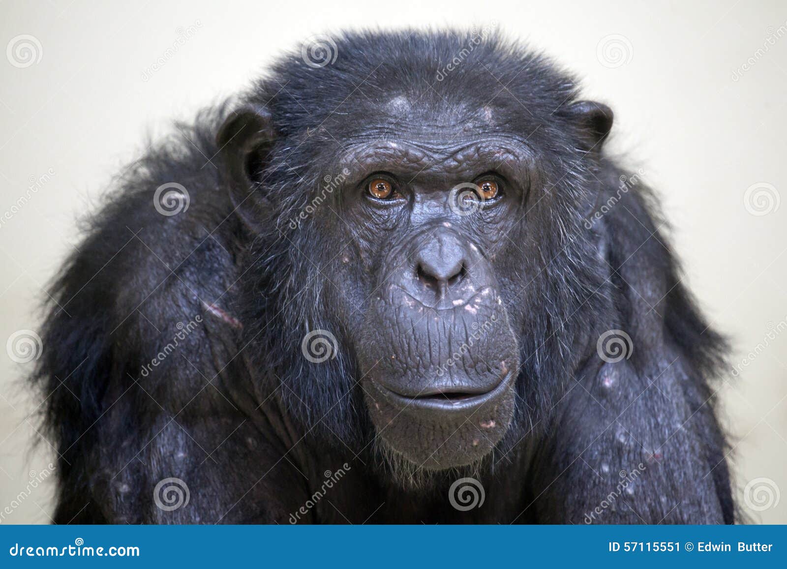 Chimp stock image. Image of chimpanzee, eyes, wild, cute - 57115551