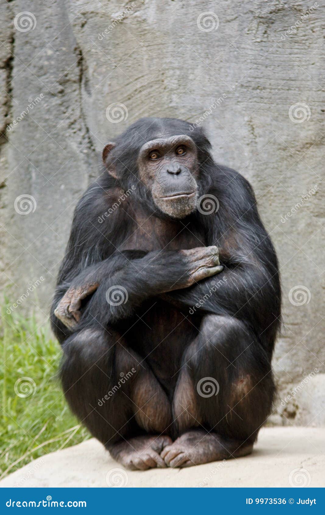 109 Vertical Crossed Arms Nature Stock Photos - Free & Royalty-Free ...