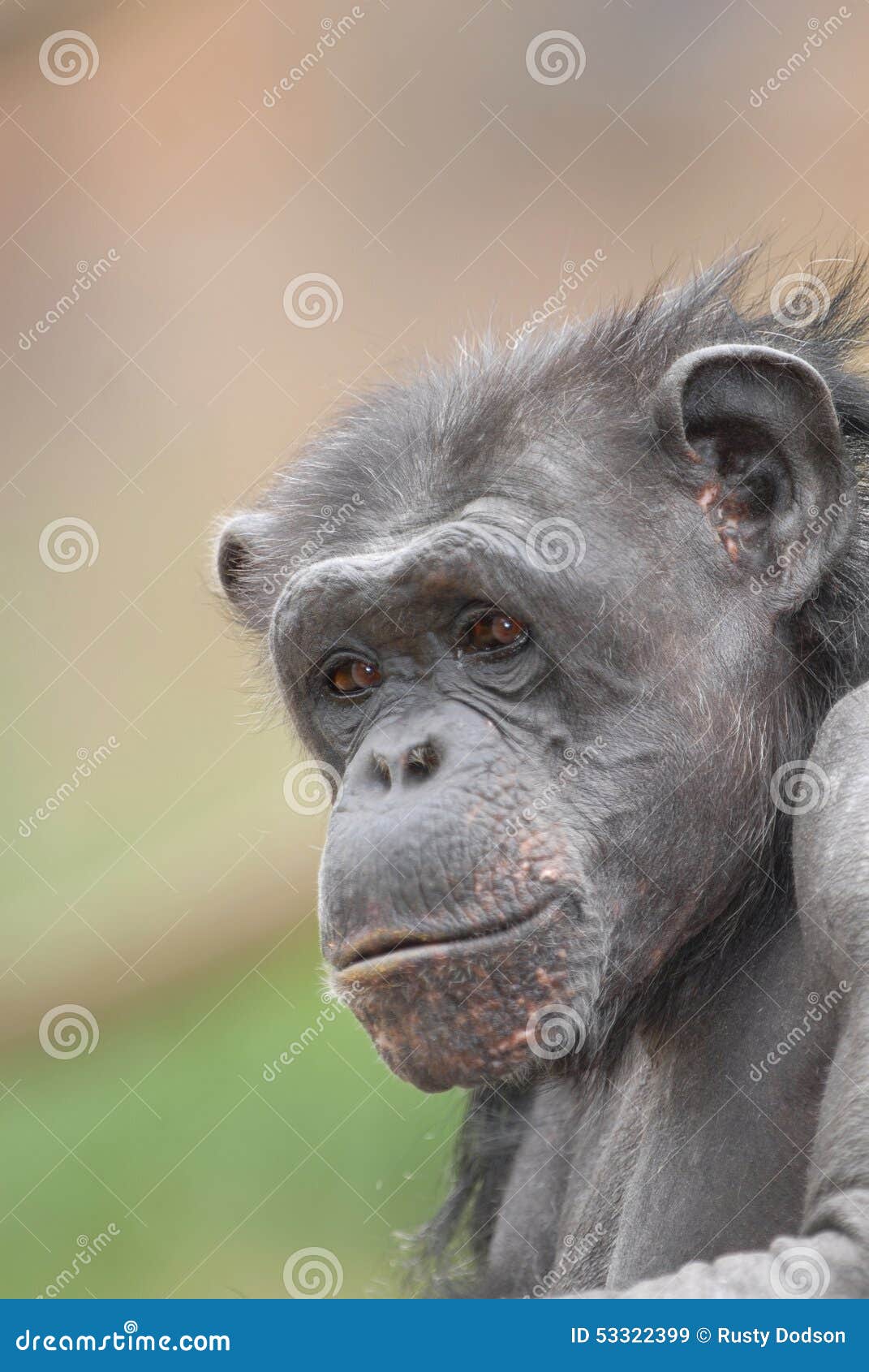 Chimp Profile stock image. Image of face, chimpanzee - 53322399