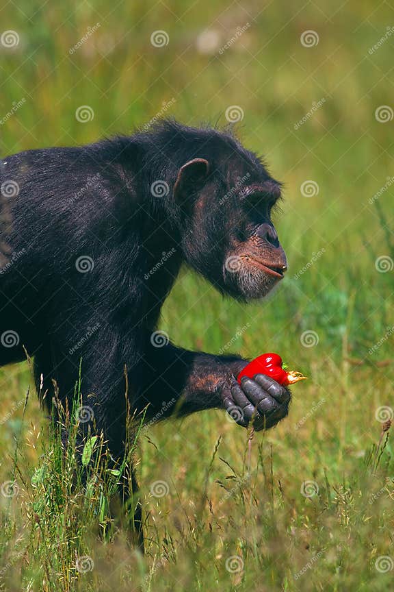 Chimp with a red paprika stock image. Image of wildlife - 12991711