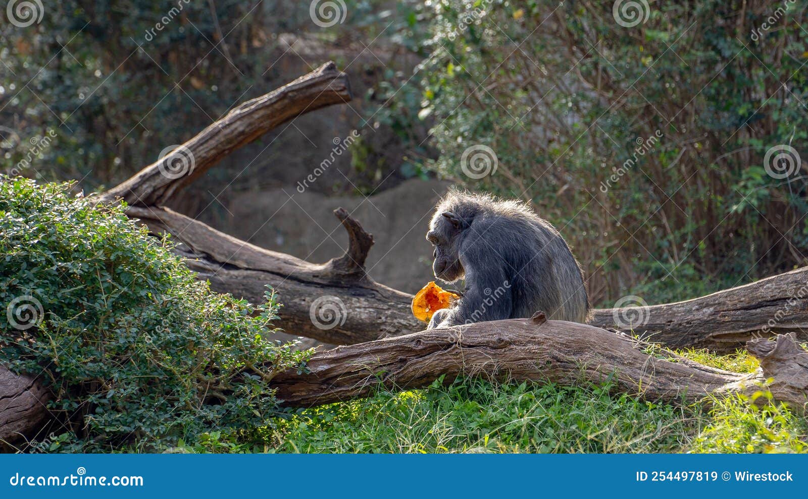 Chimp Resting between Woods in a Green Park Stock Image - Image of ...
