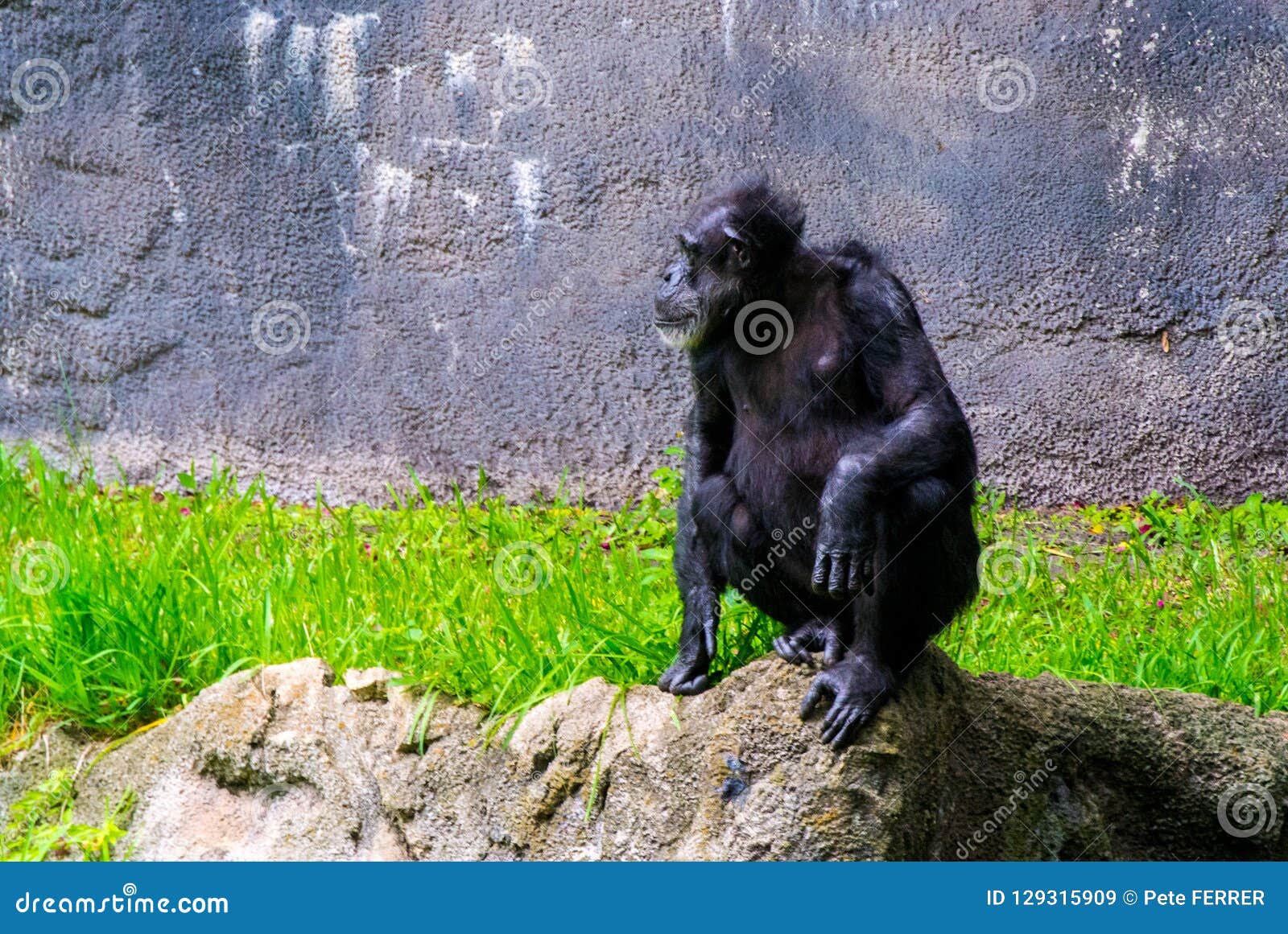 Chimp on a rock stock image. Image of habitat, baby - 129315909