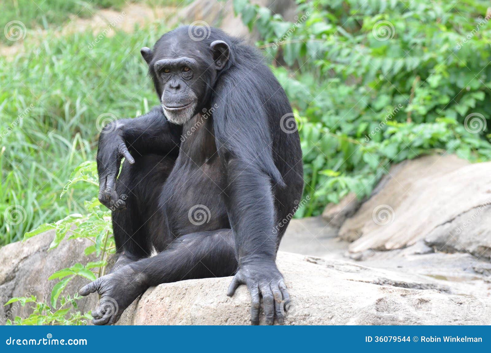 Chimp on a rock stock photo. Image of wait, rest, chimpanzee - 36079544