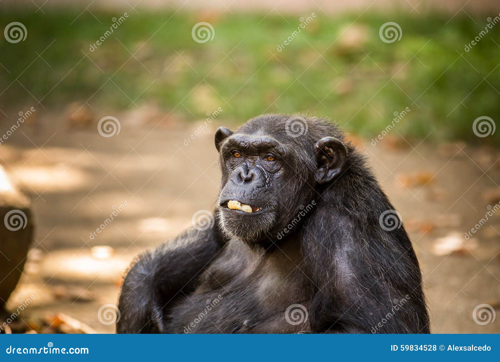 Chimp stock photo. Image of eating, looking, forest, nature - 59834528