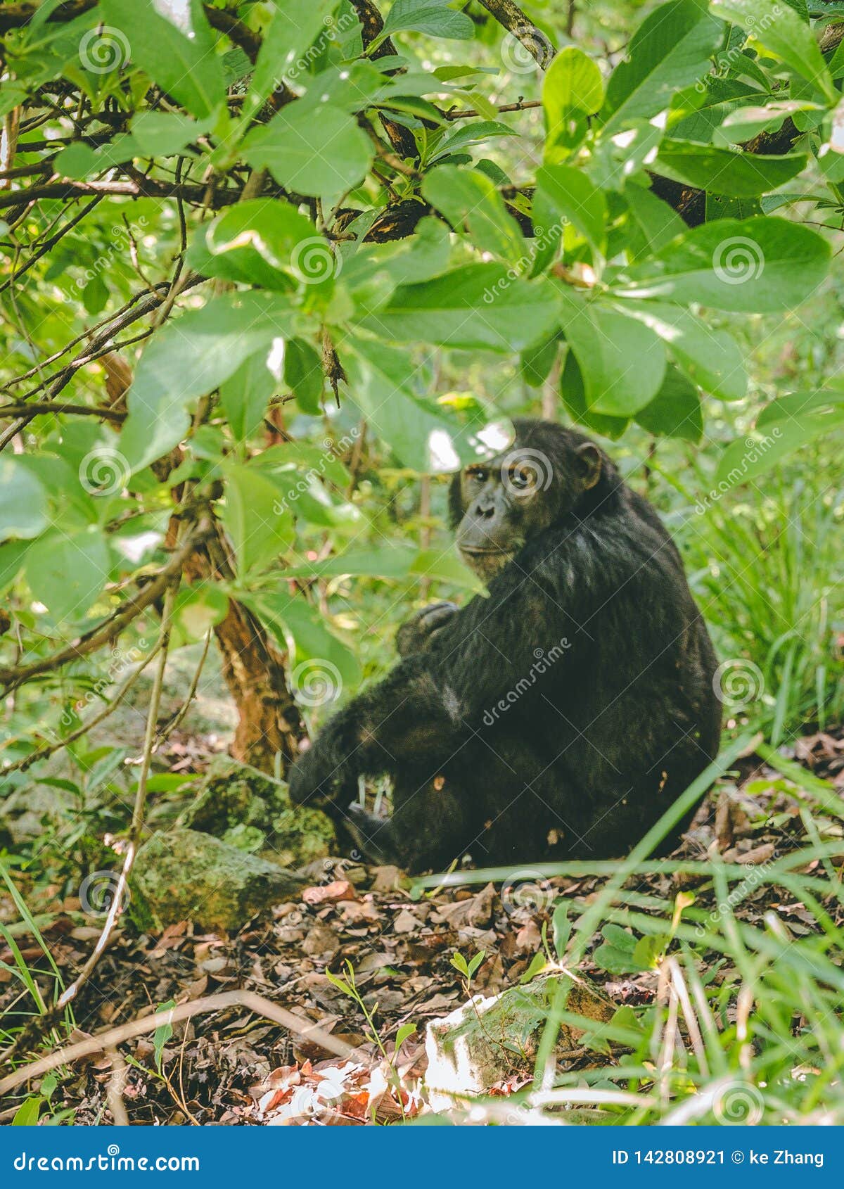 Chimp Sitting on Ground Under Tree Stock Image - Image of trees, animal ...