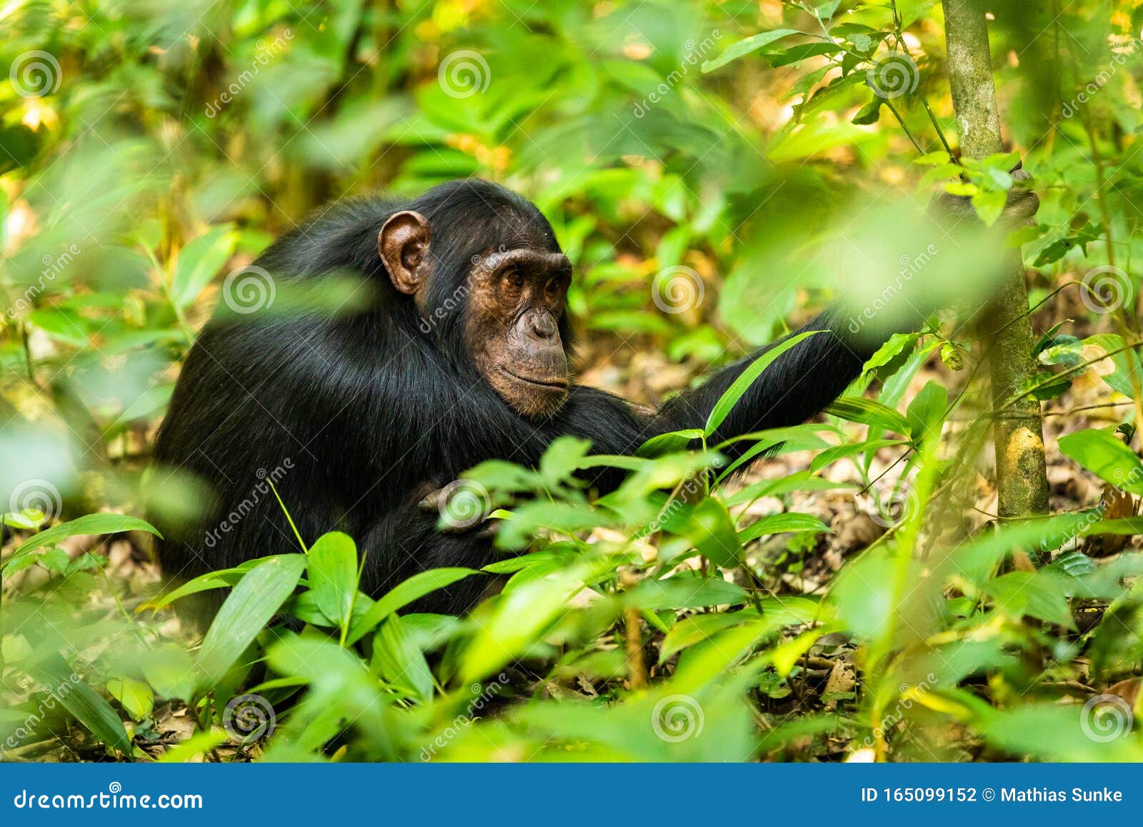 A Chimp Sitting on the Ground in Kibale Forest Stock Photo - Image of ...