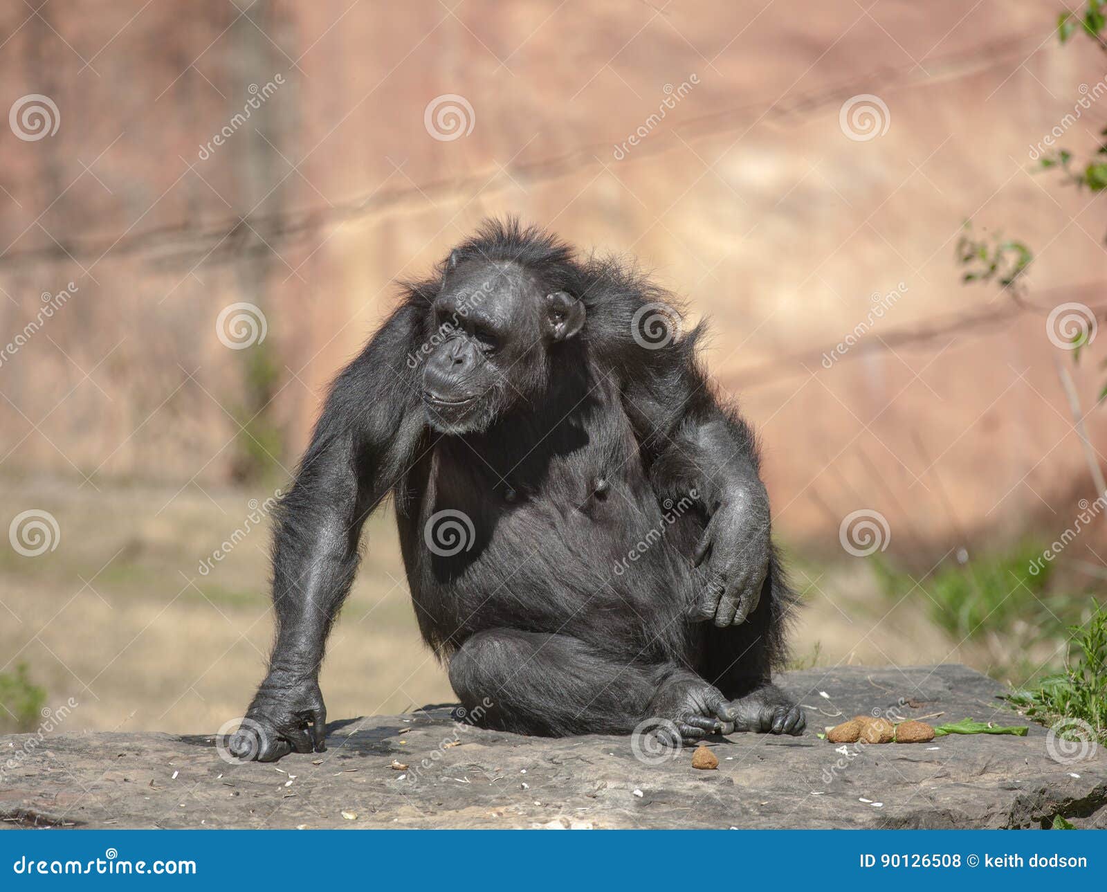 Chimp Sitting and Leaning on Knuckles Stock Photo - Image of sitting ...