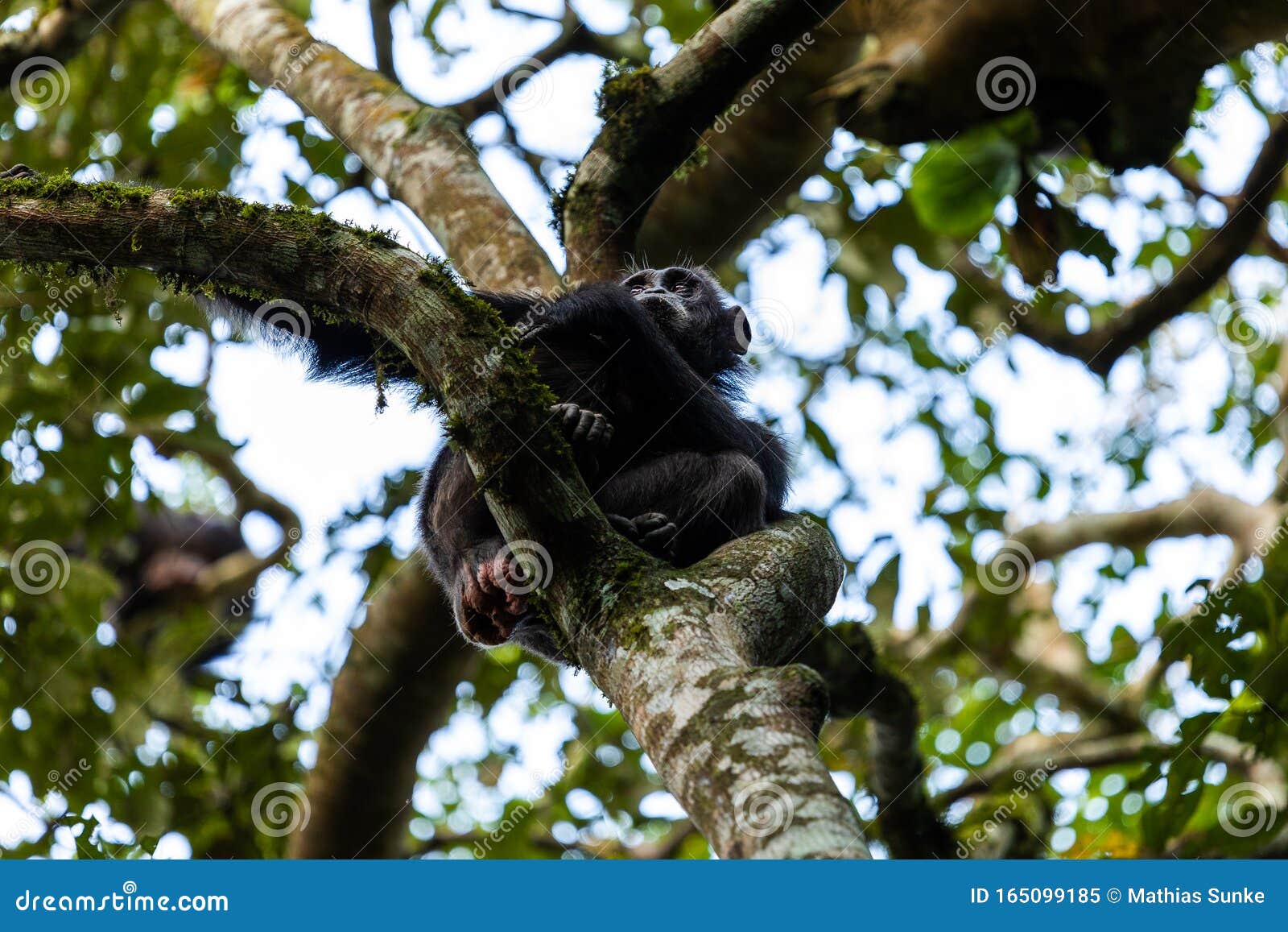 A Chimp is Sitting on a Tree in the Kibale Forest Stock Image - Image ...