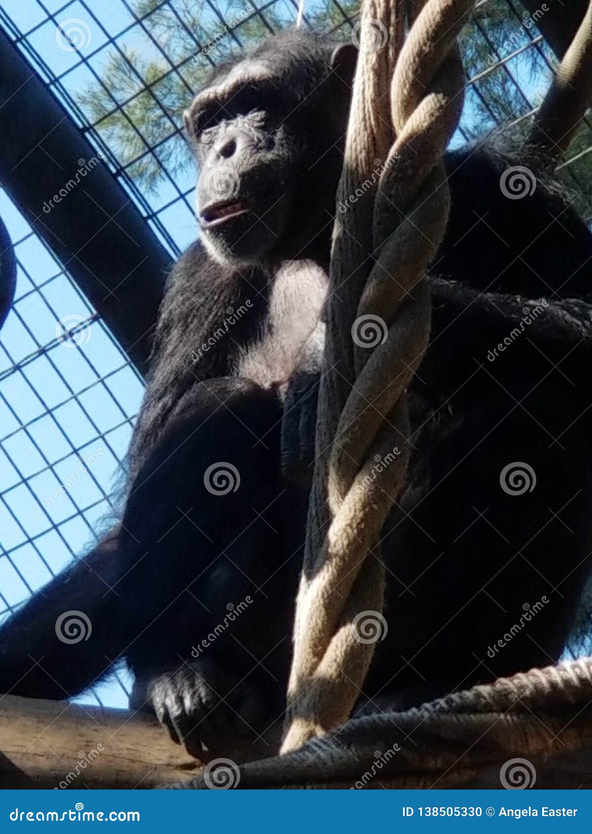 Chimp Sitting in Tree stock photo. Image of sitting - 138505330