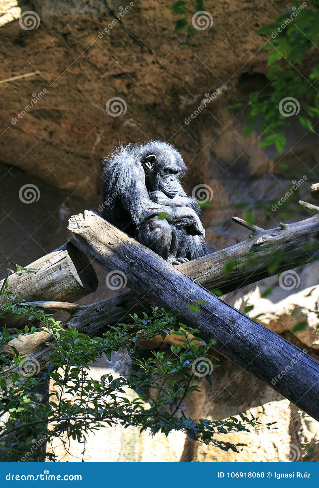 Chimp sleeping in a tree stock photo. Image of chimp - 106918060