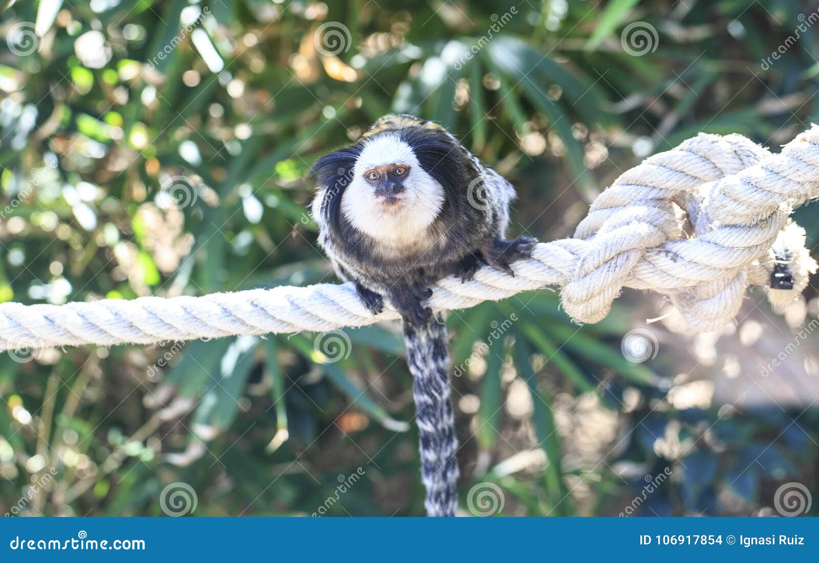 Chimp sleeping in a tree stock photo. Image of baby - 106917854