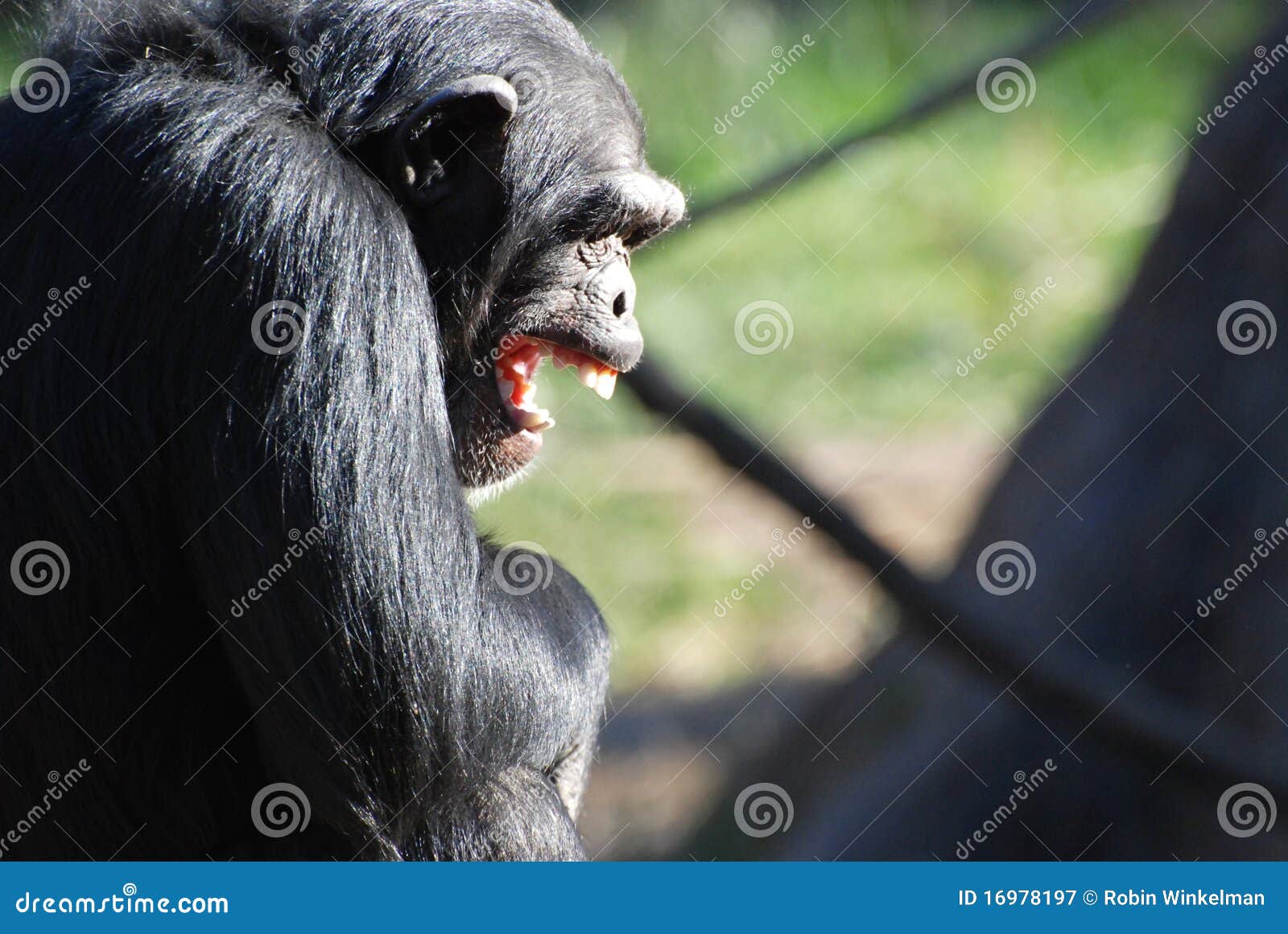 Chimp smile stock image. Image of chimpanzee, mouth, smile - 16978197