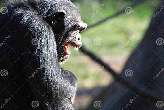 Chimp smile stock image. Image of chimpanzee, mouth, smile - 16978197